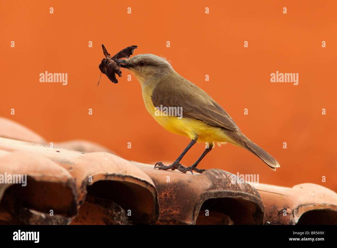 Insect eating birds hi-res stock photography and images - Alamy