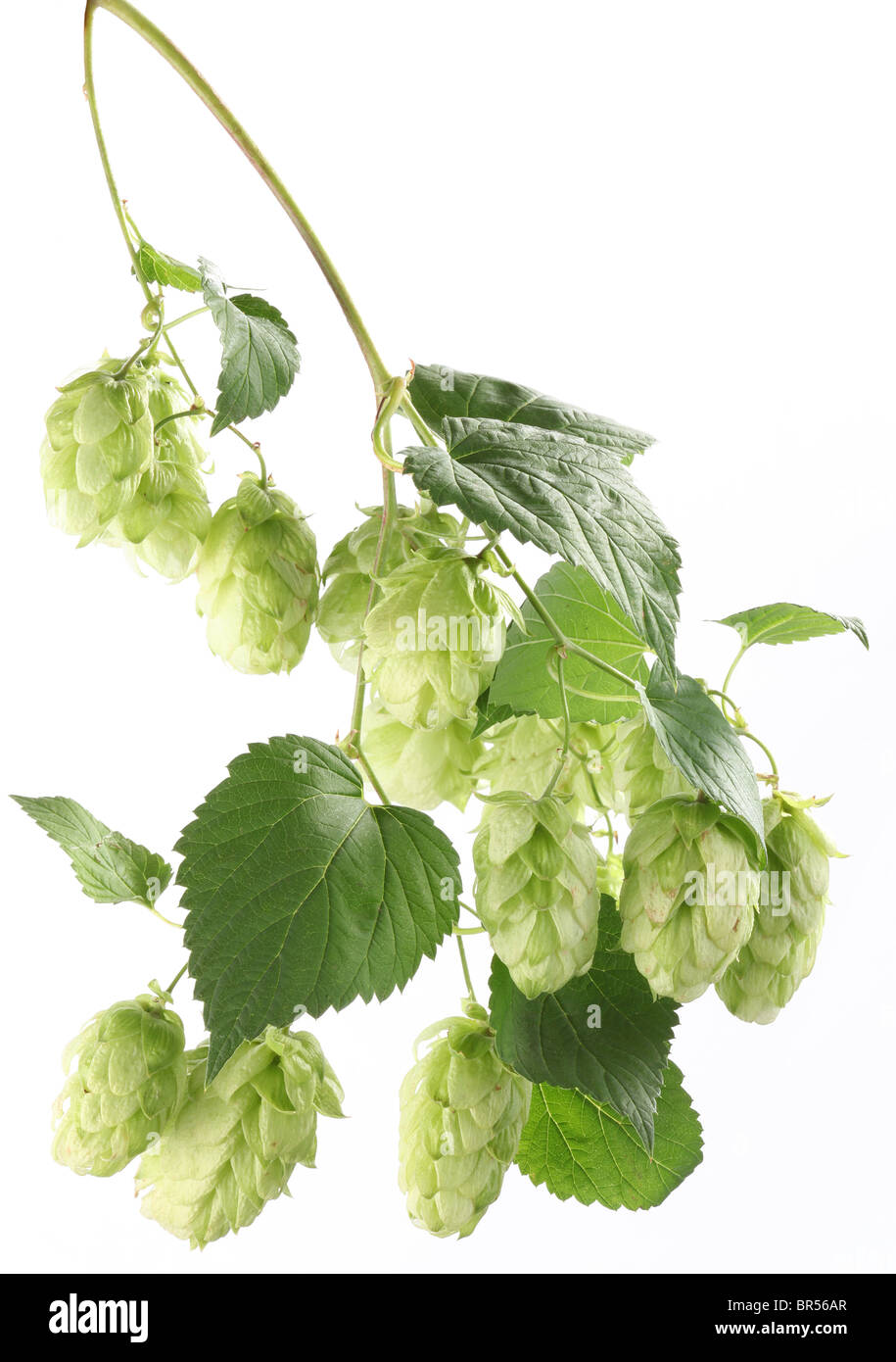 Hops cone hi-res stock photography and images - Alamy