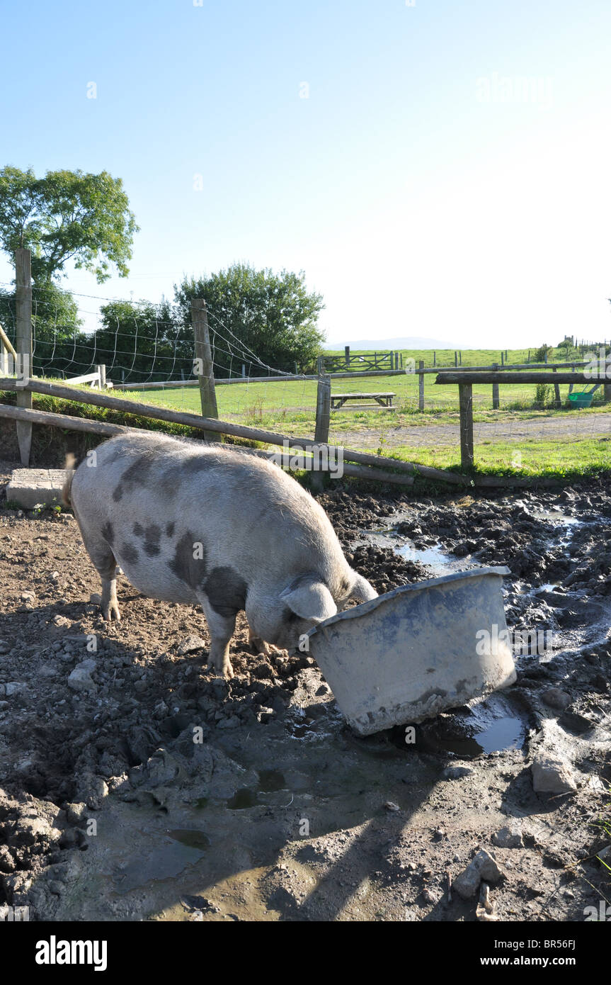 Pig in bucket hi-res stock photography and images - Alamy