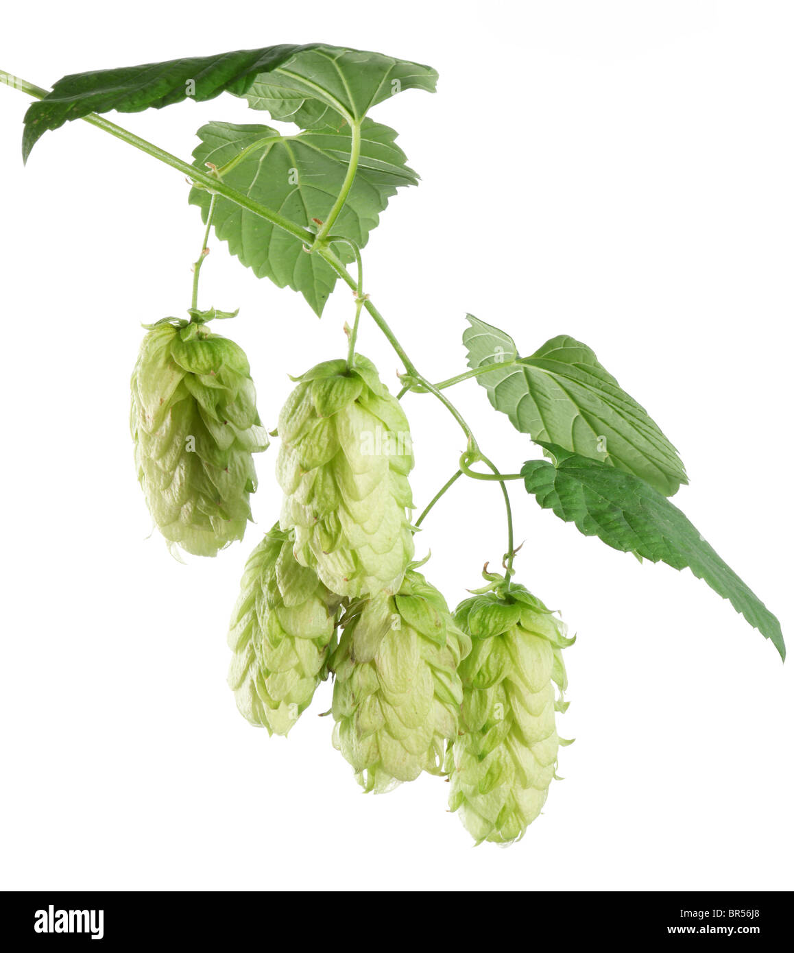 branch of hops on a white background Stock Photo - Alamy