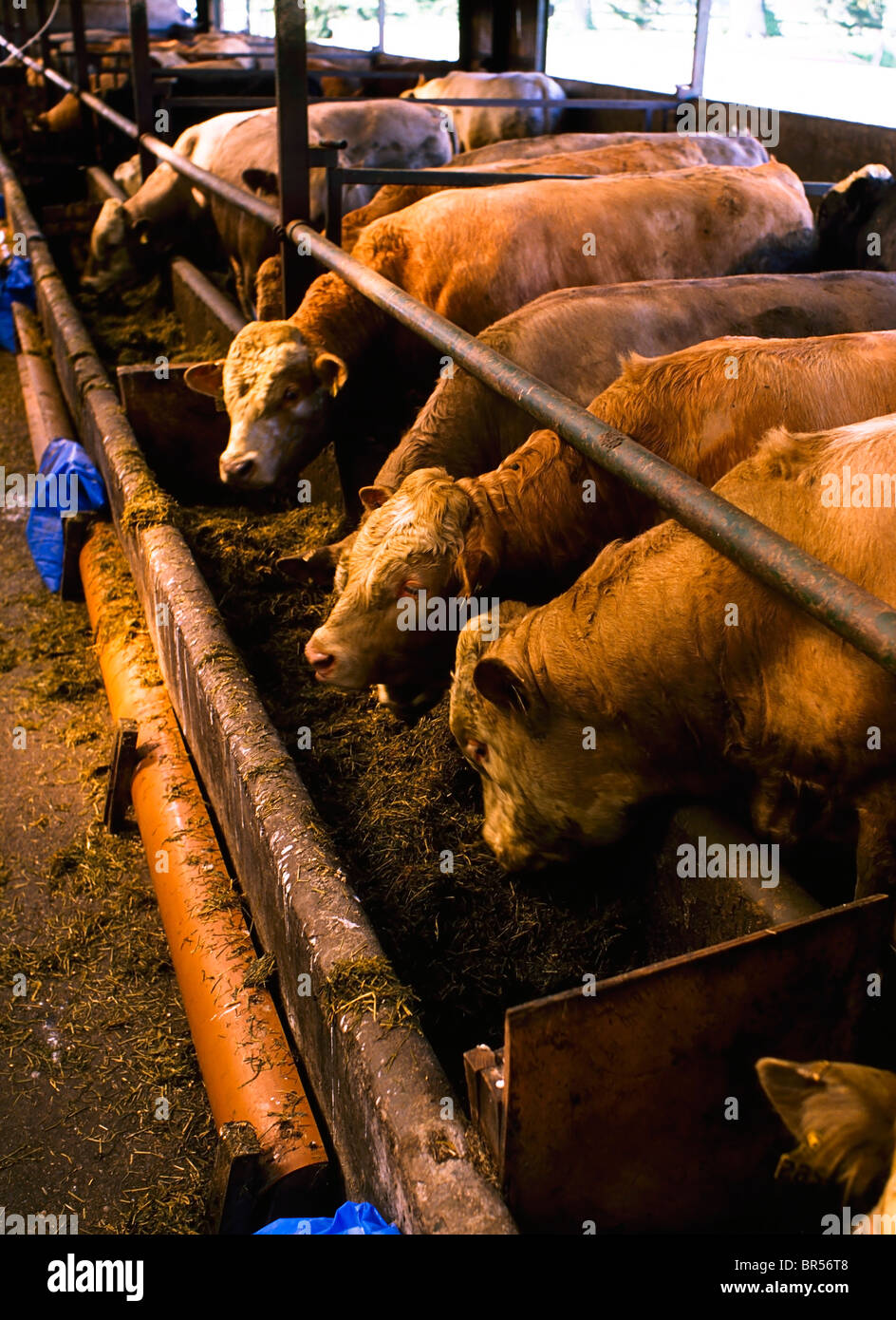 Agriculture Winter Store Cattle Stock Photo - Alamy