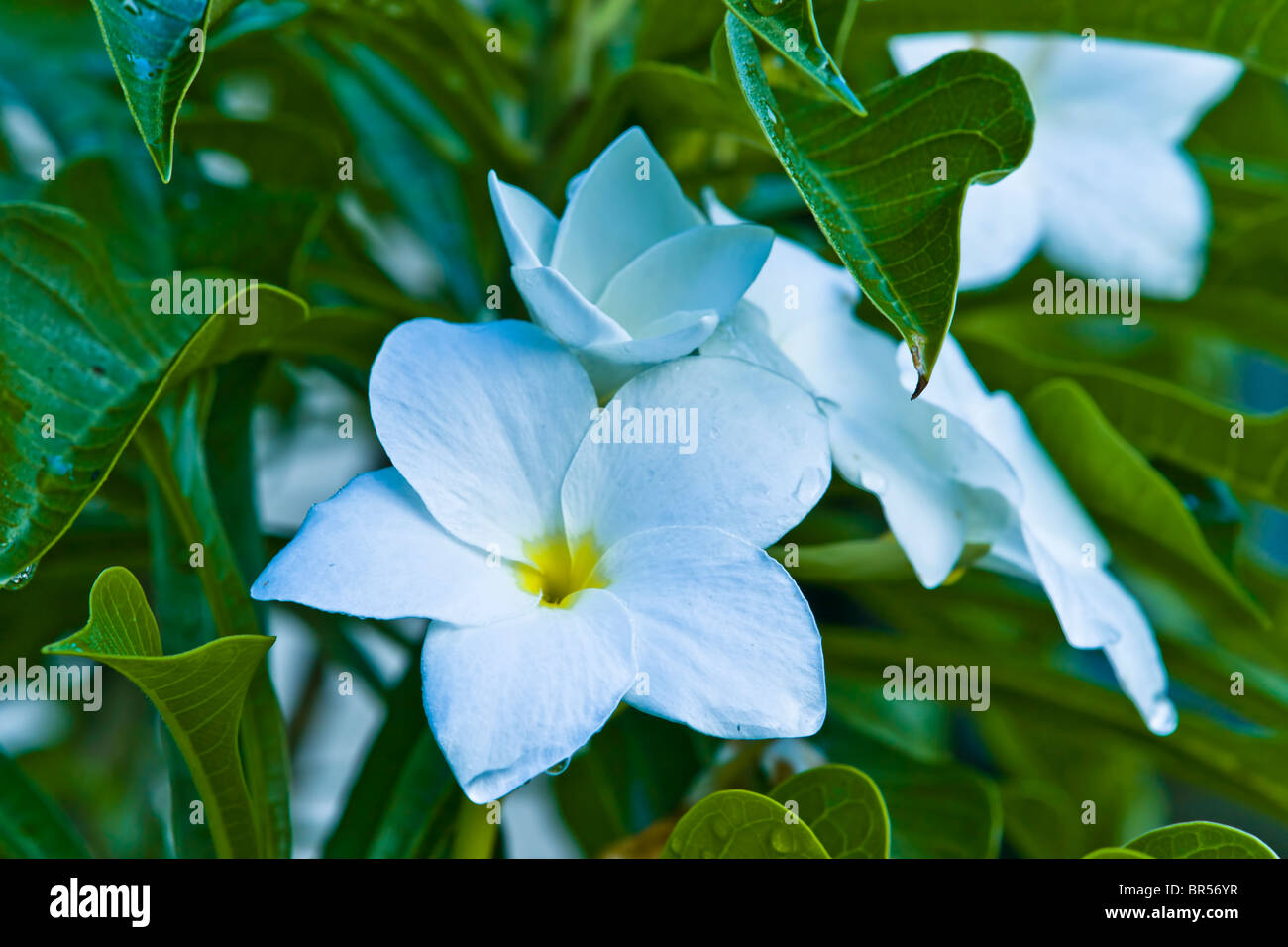 Florida flowers white hi-res stock photography and images - Alamy
