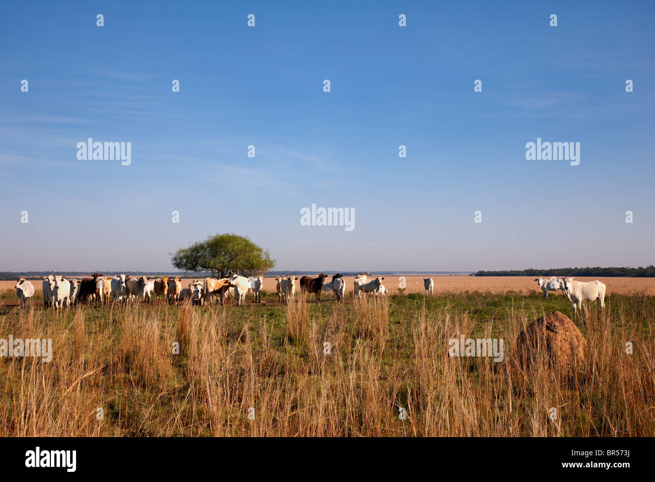 American cattle farm hi-res stock photography and images - Alamy