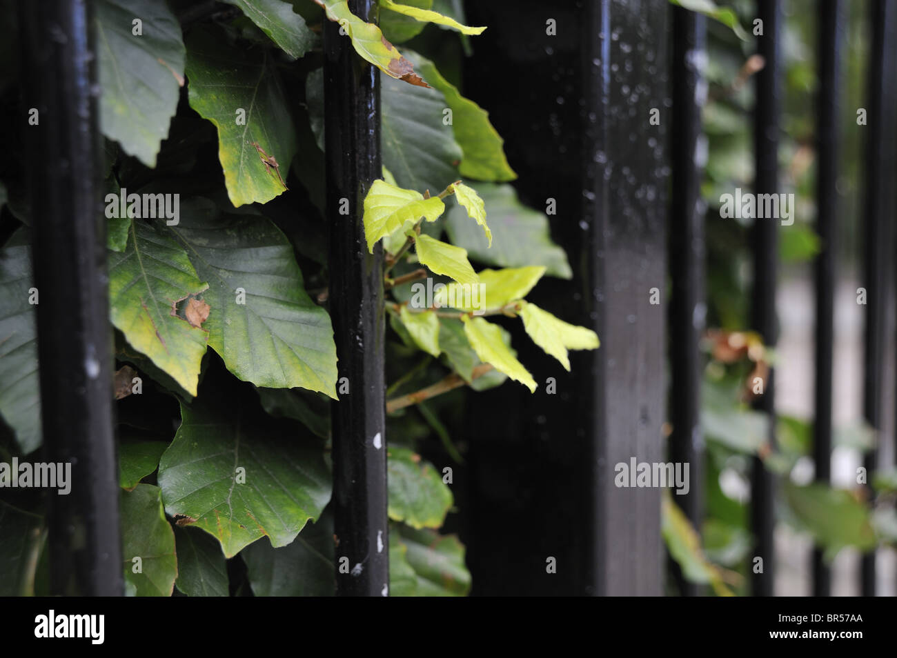 Leaves behind railings Stock Photo - Alamy