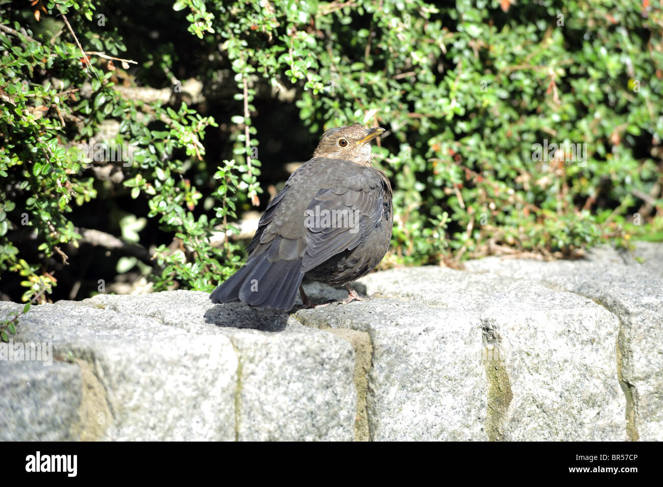 Bird on a wall Stock Photo - Alamy
