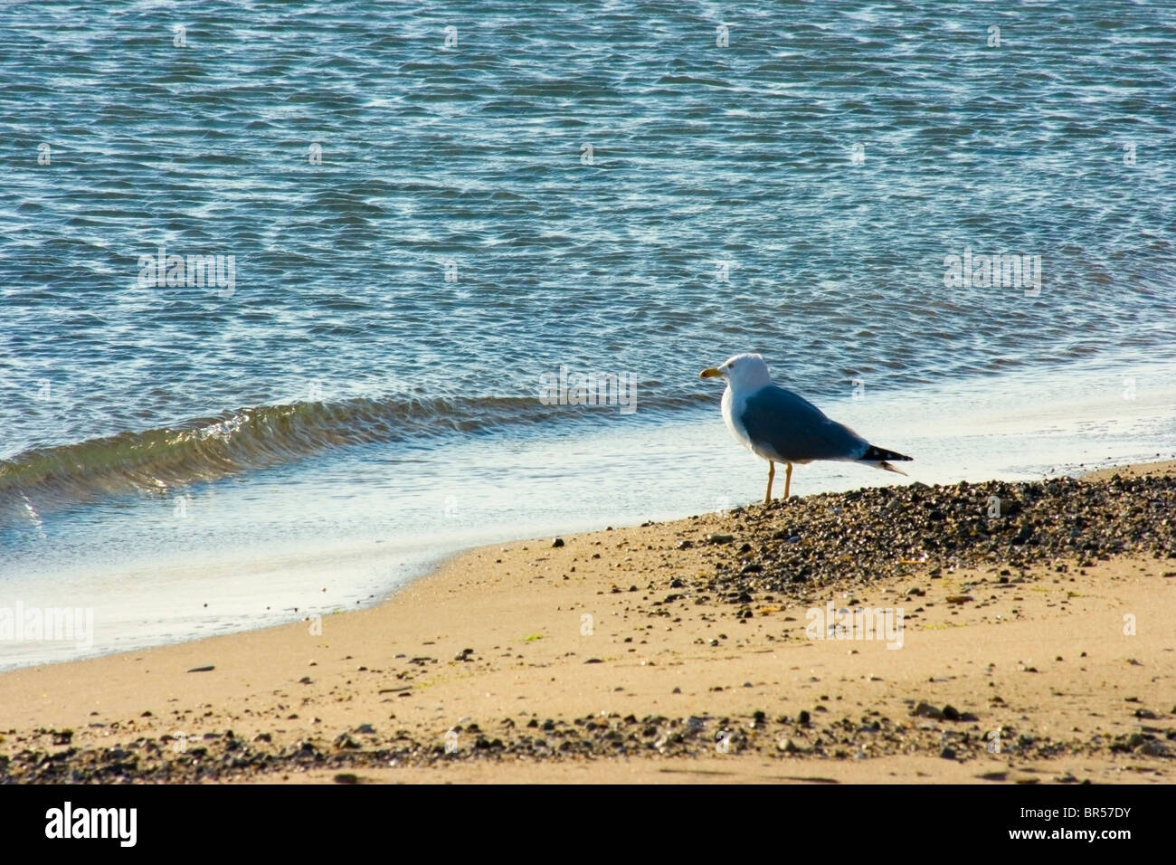 Seagull on the beach Stock Photo - Alamy
