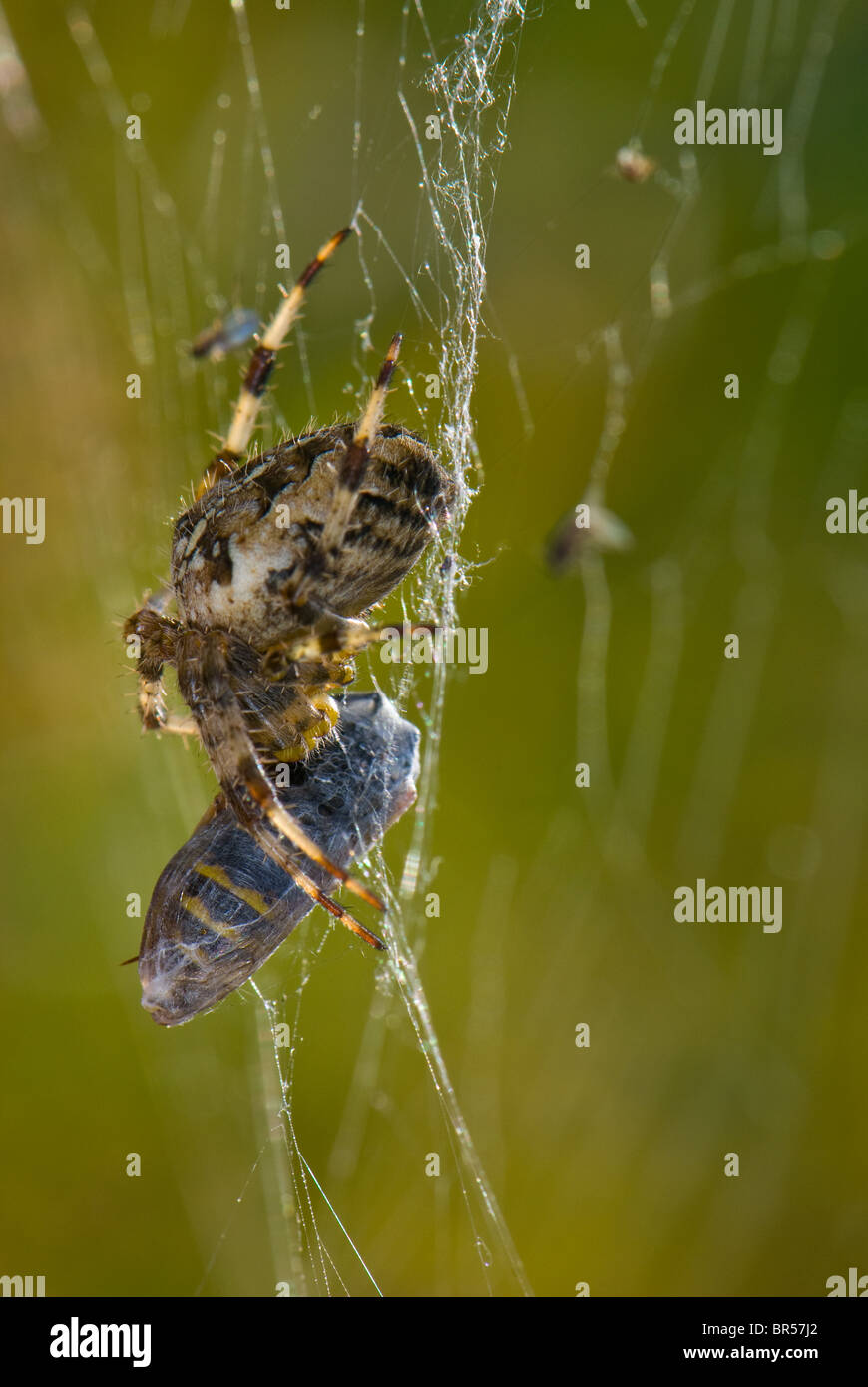 Garden Spider wraps up a captured wasp in silk with the wasps stinger ...
