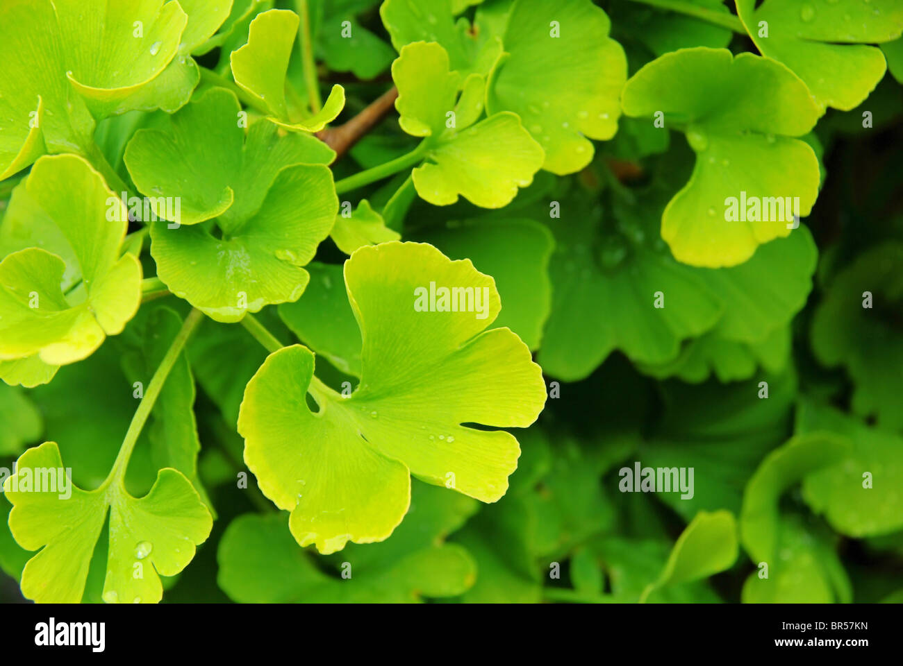 Ginkgo gingko leaf hi-res stock photography and images - Alamy