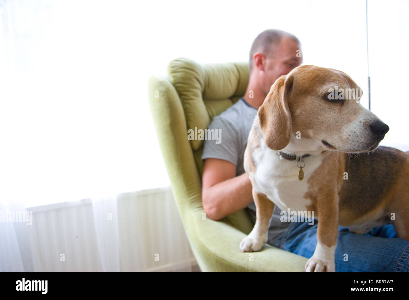 Beagle on lap hi-res stock photography and images - Alamy