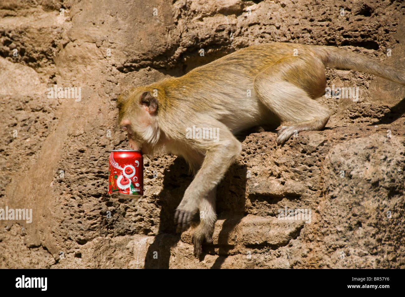 Cola animal hi-res stock photography and images - Alamy