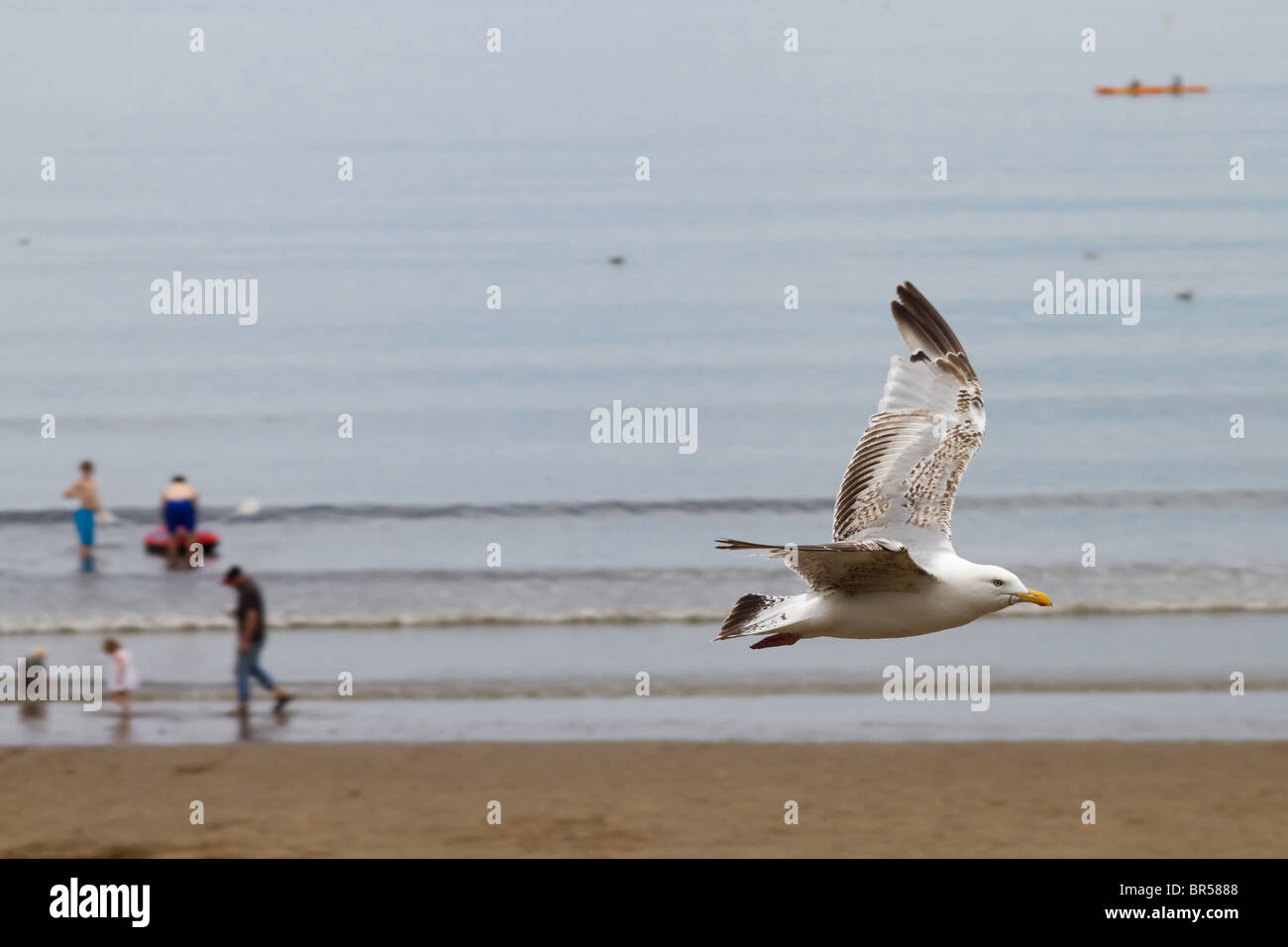 Bird in flight over head by the sea Stock Photo - Alamy