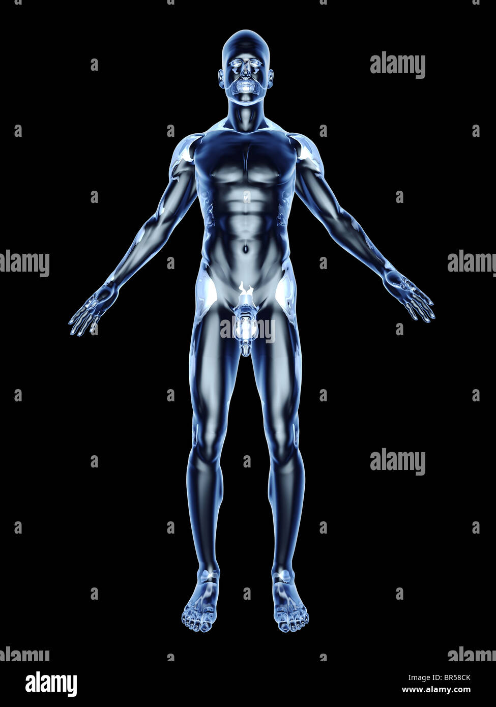 Transparent human anatomy model glass hi-res stock photography and ...
