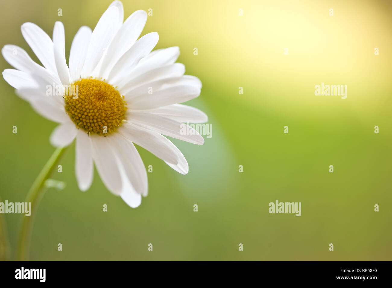 Daisy Flower, Bellis perennis Stock Photo - Alamy