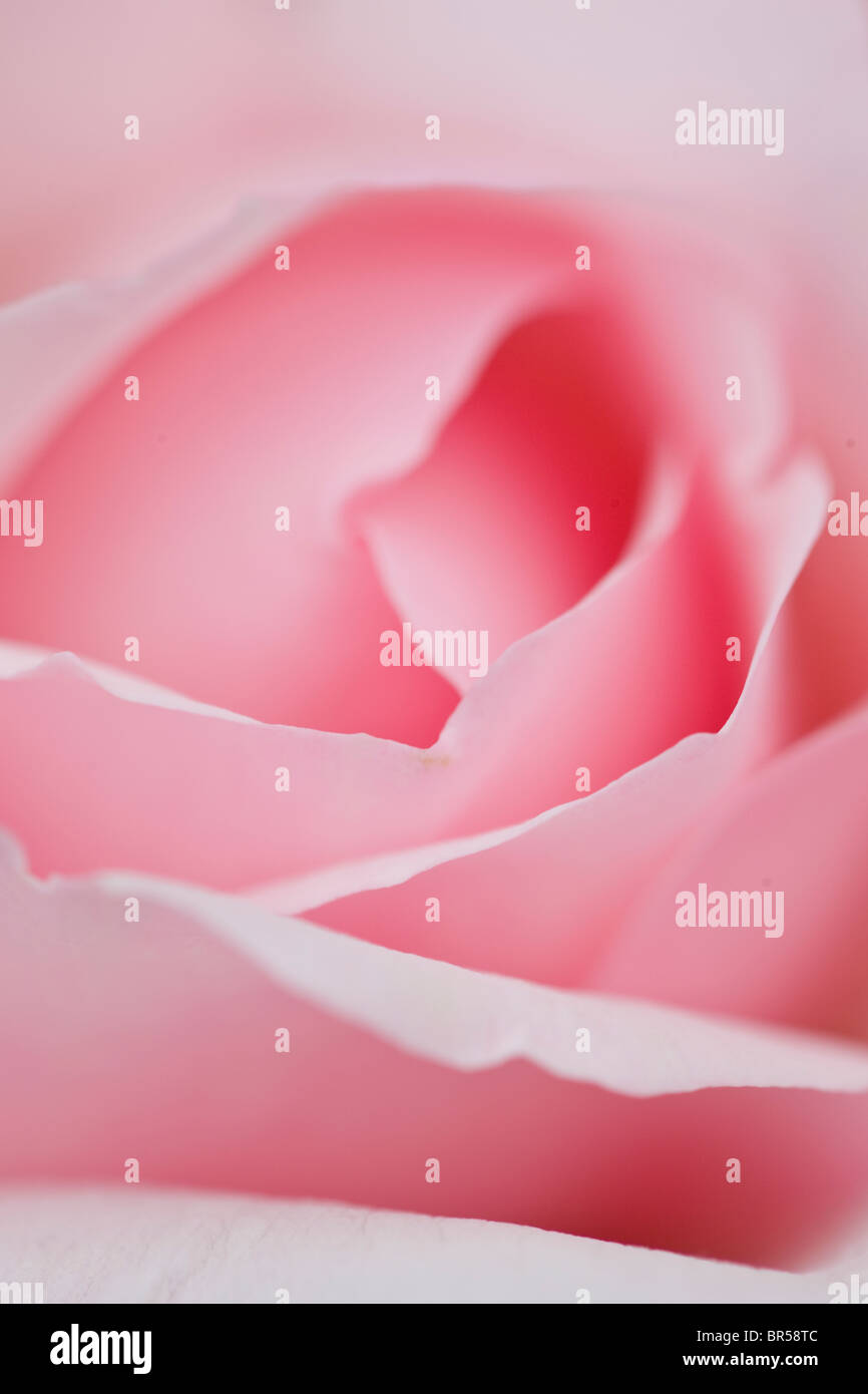 Extreme close up of a Pink Rose Stock Photo - Alamy