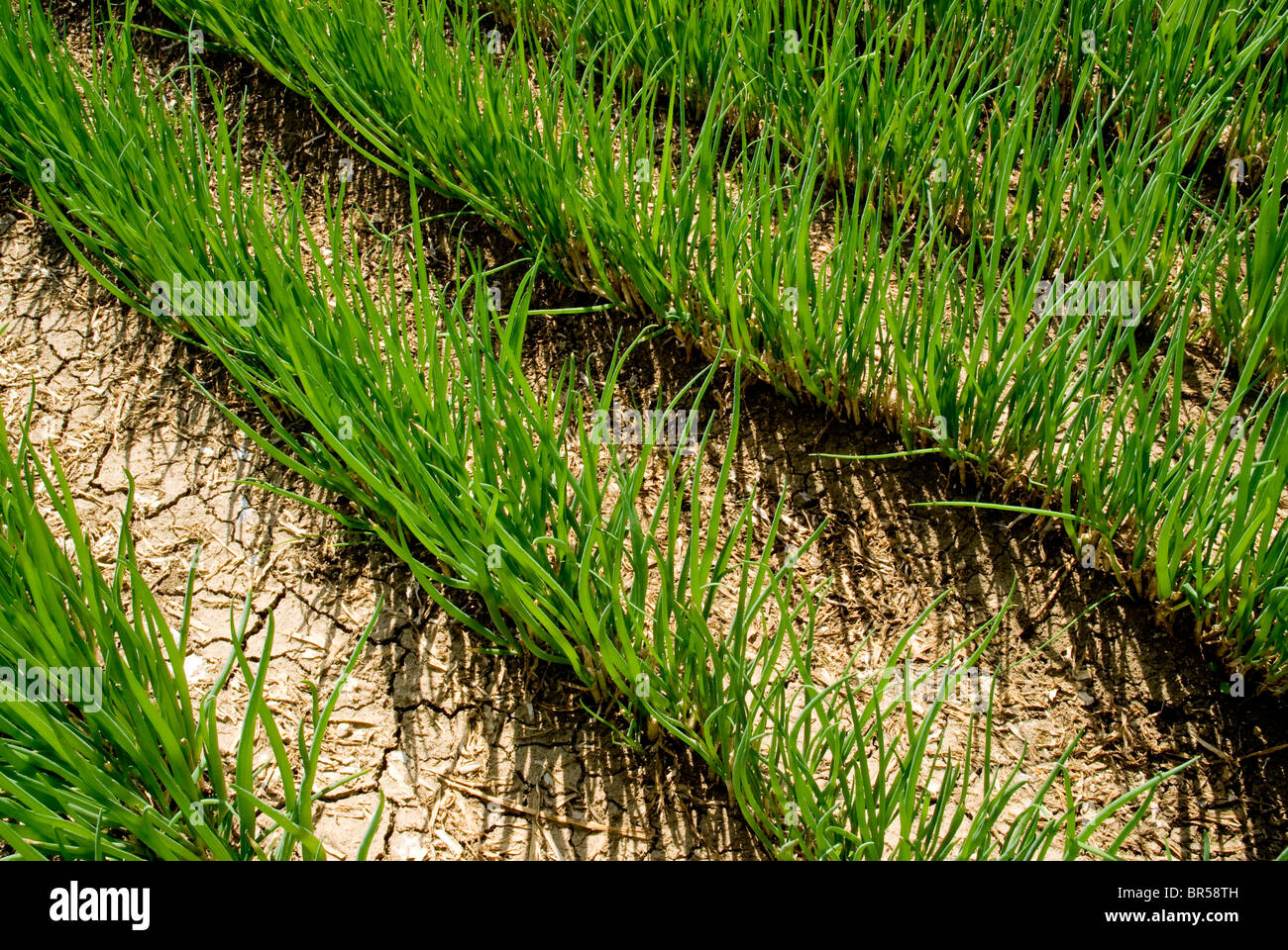 Field of chives Stock Photo - Alamy
