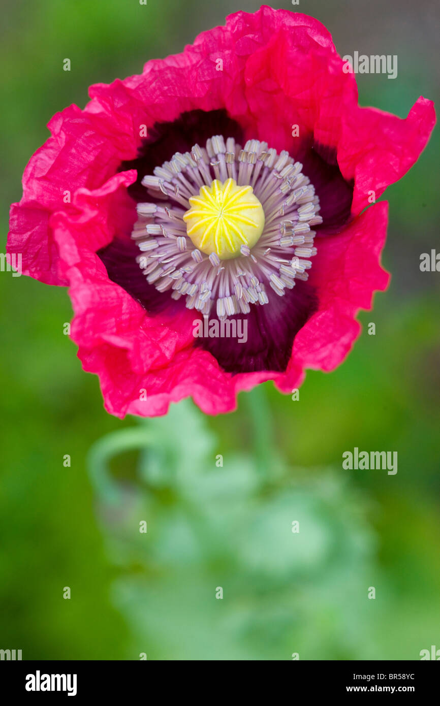Bright Pink Poppy Stock Photo - Alamy