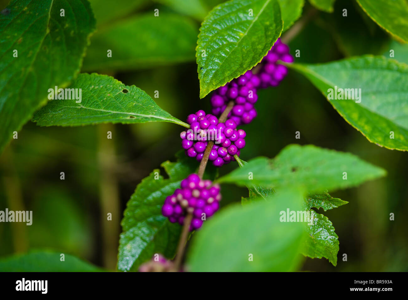 Poison berries hi-res stock photography and images - Alamy