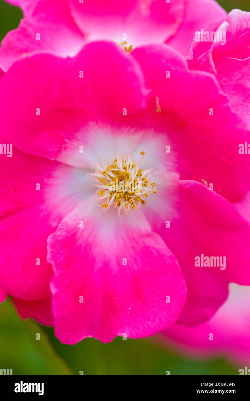 Bright Pink Wild Rose, Rosa acicularis Stock Photo - Alamy