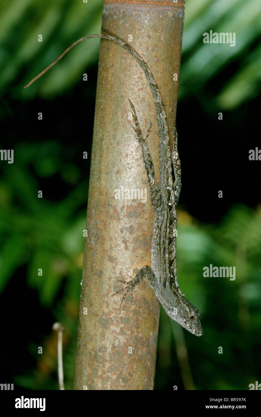 Tropical scrubland hi-res stock photography and images - Alamy