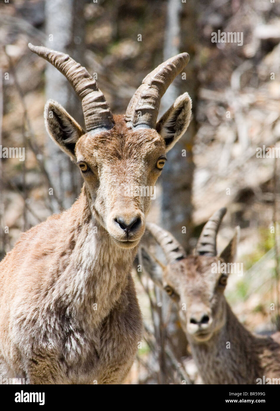 Capra pyrenaica hi-res stock photography and images - Alamy