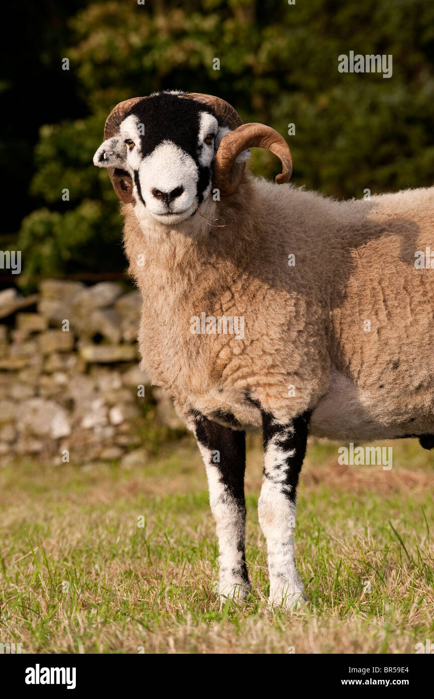 Swaledale tup hi-res stock photography and images - Alamy
