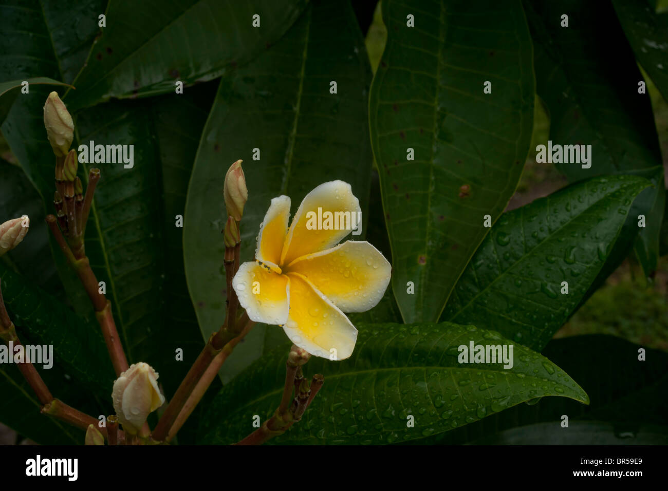 Garden of eden house hi-res stock photography and images - Alamy