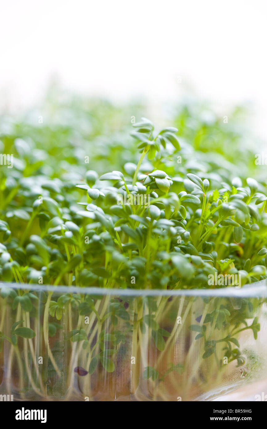 Tray of cress hi-res stock photography and images - Alamy