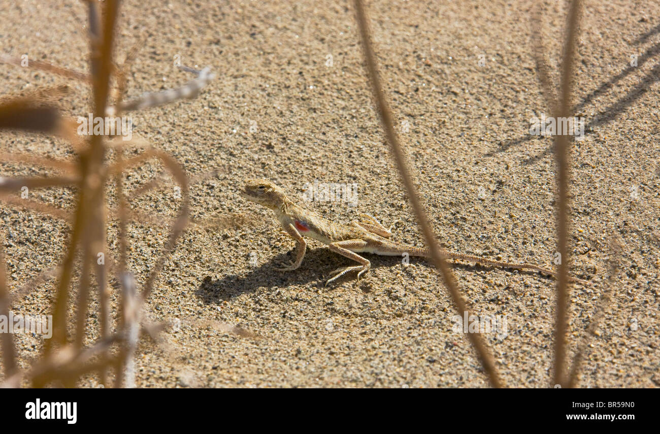 Desert lizards hi-res stock photography and images - Alamy