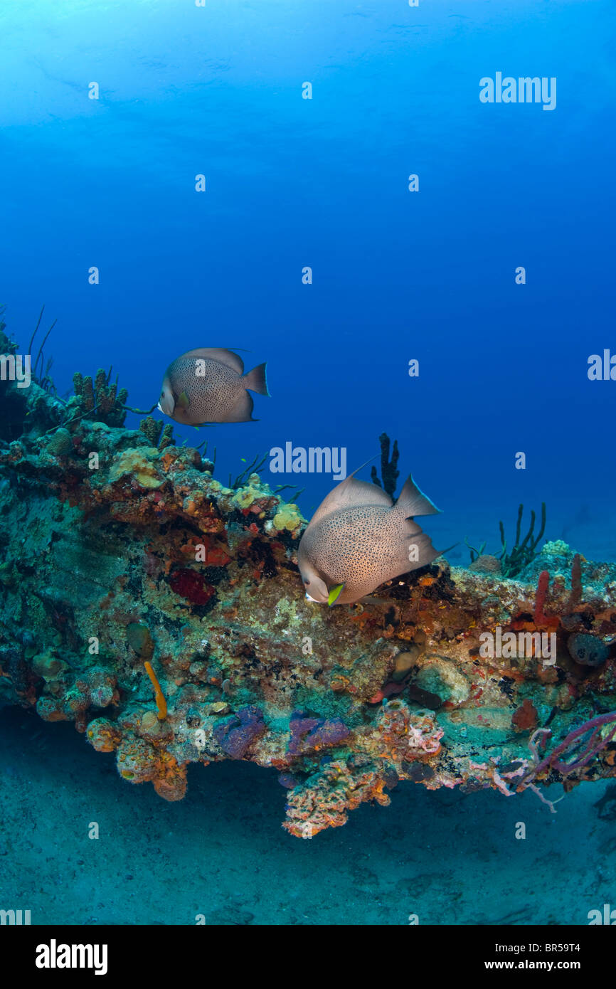 Grey Angelfish , Wreck of the RMS Rhone, sank after the Great Hurricane ...
