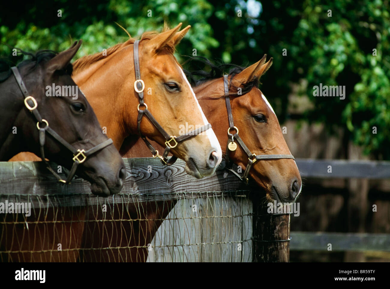 Thoroughbred Horses, Yearlings Stock Photo - Alamy