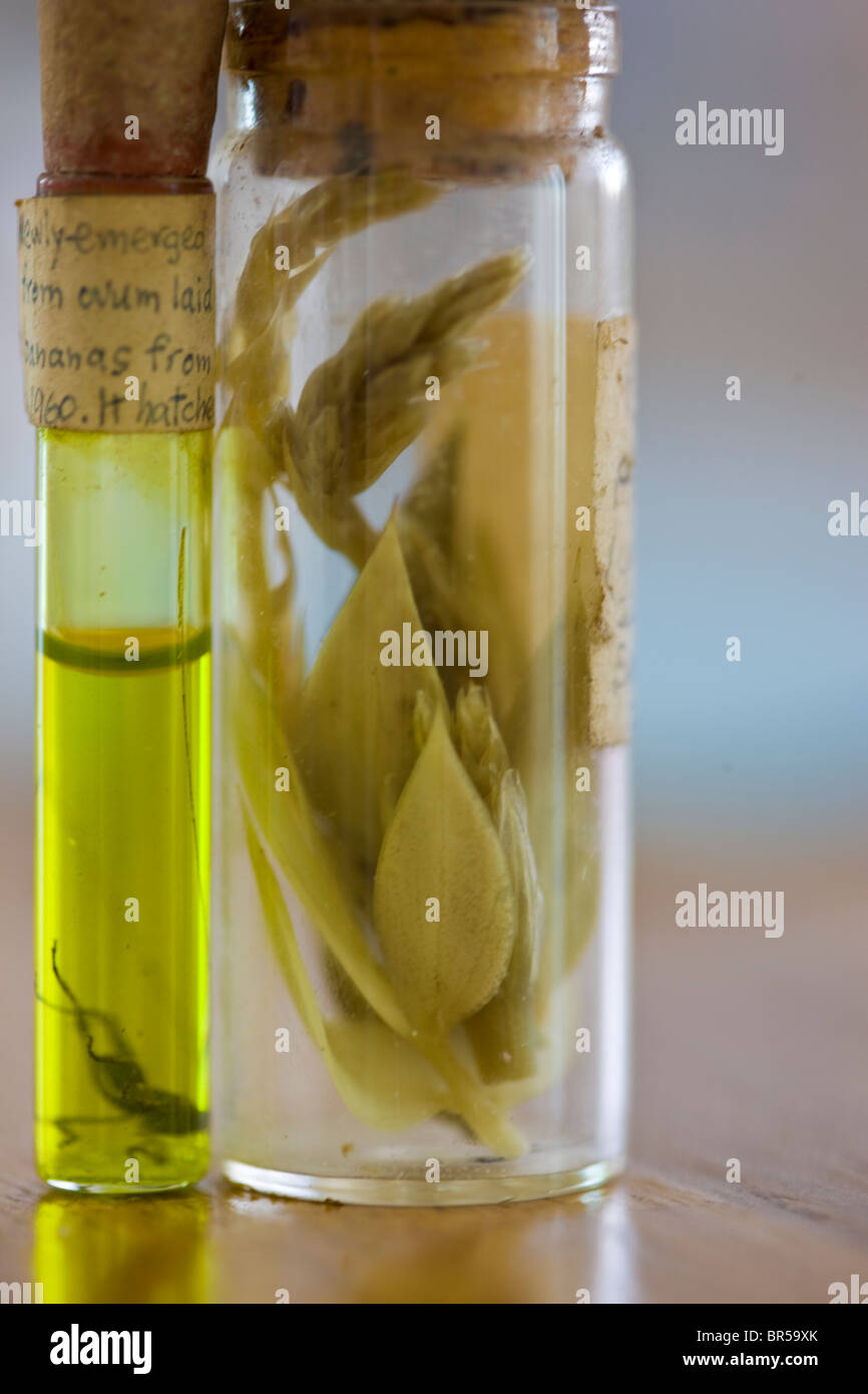 Old school science lab specimen hi-res stock photography and images - Alamy