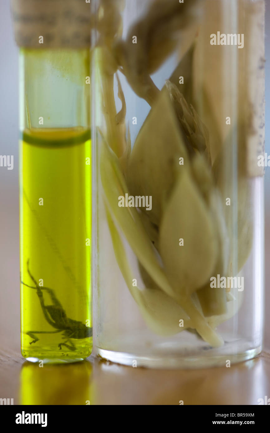 Biology Preserving Glass Containers Stock Photo - Alamy