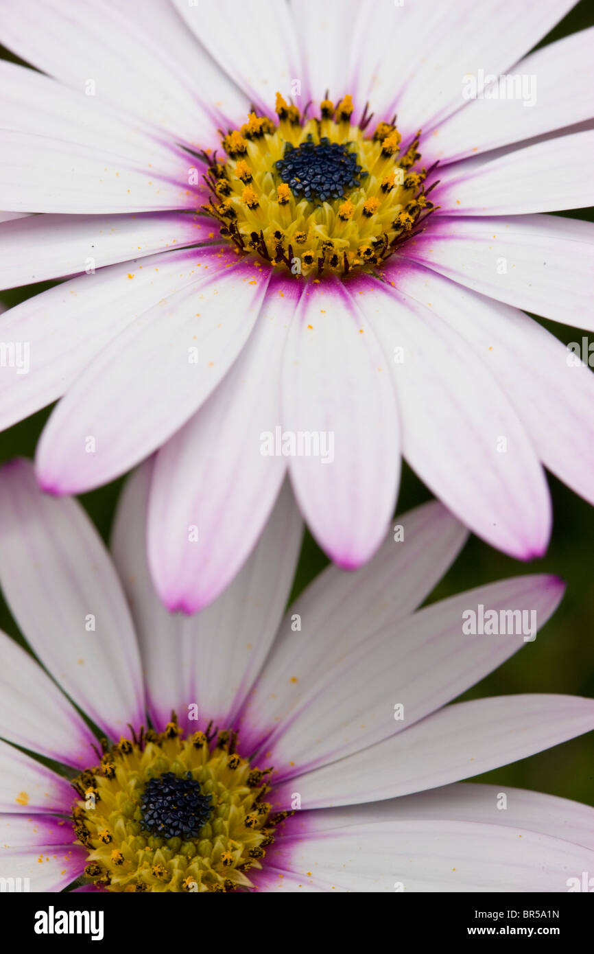 Extreme close up of a Daisy Dimorphotheca Stock Photo - Alamy