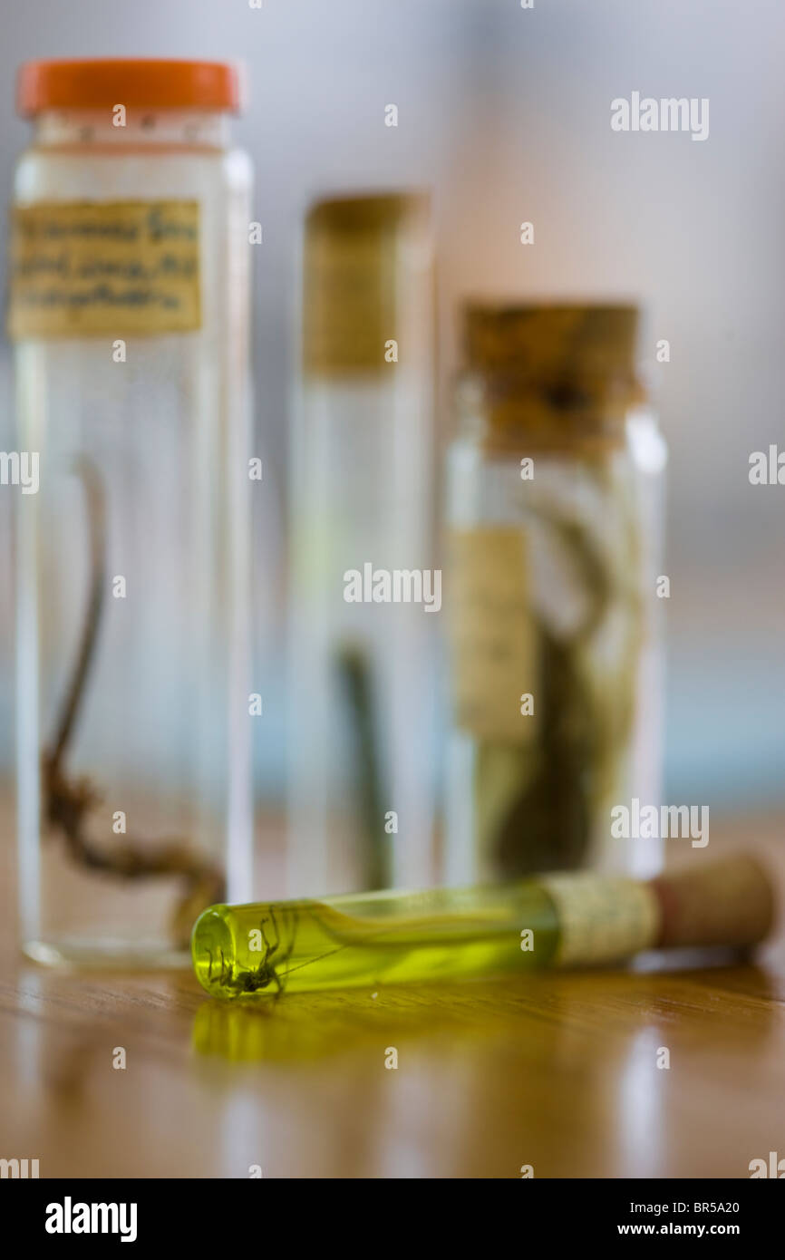 Old school science lab specimen hi-res stock photography and images - Alamy