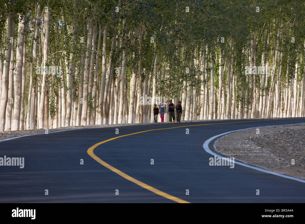 Poplar trees china hi-res stock photography and images - Alamy
