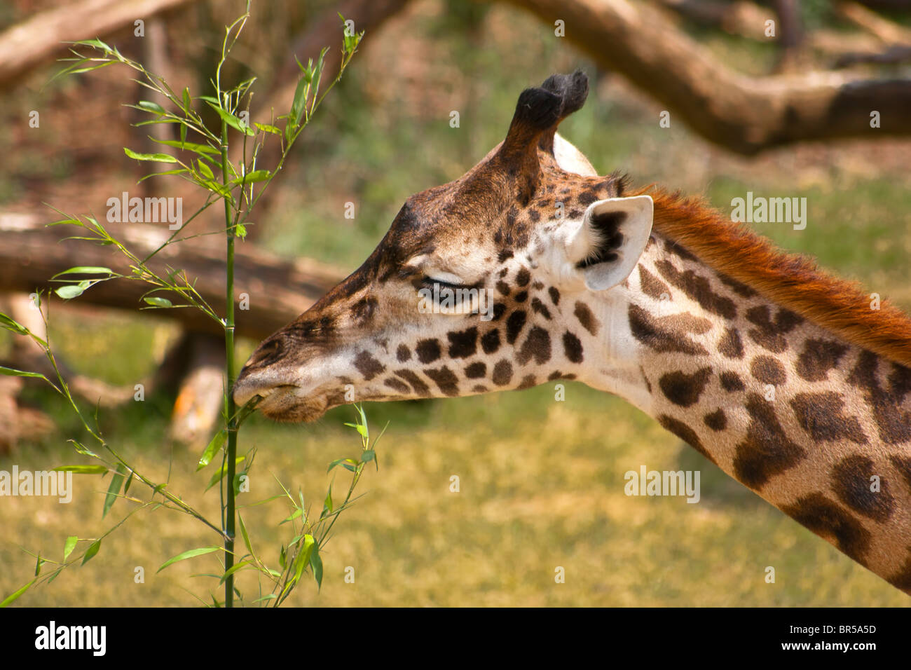 The Giraffe (Giraffa camelopardalis Stock Photo - Alamy