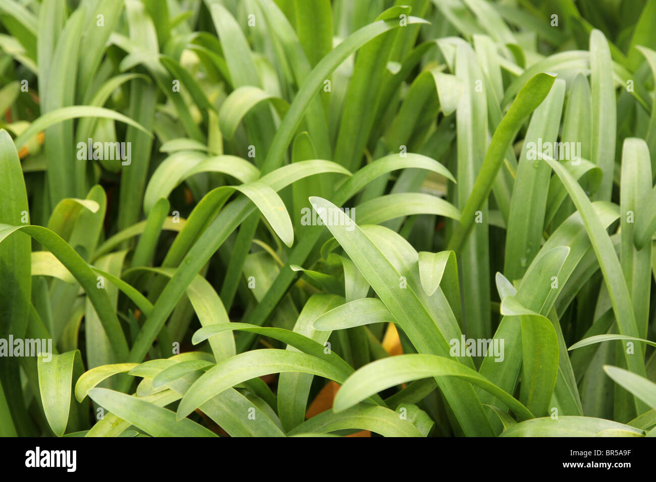 Vegetation seen from a short distance Stock Photo - Alamy