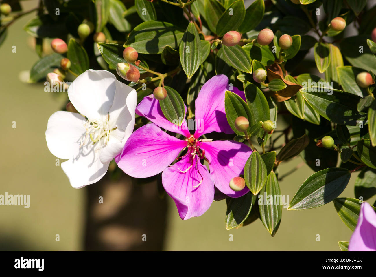 Close-up of flowers and buds of Tibouchina mutabilis Stock Photo - Alamy
