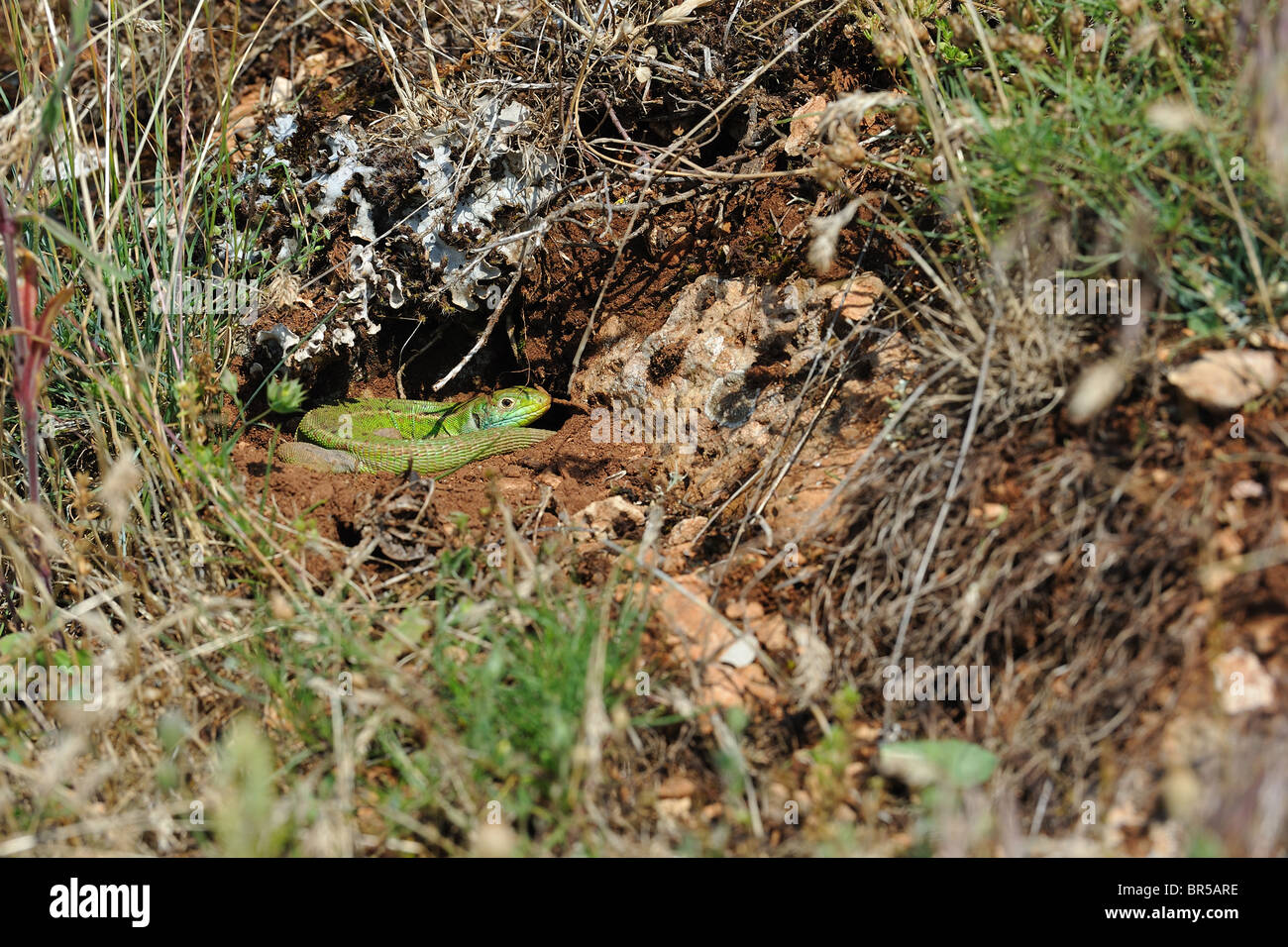 European Green lizard (Lacerta viridis) - female digging a hole to lay ...
