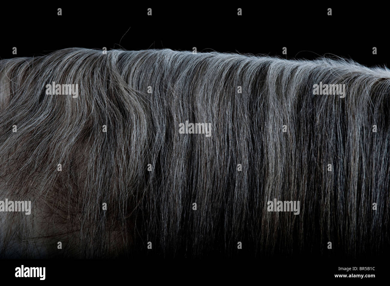 A grey horse photographed on a dark background. Picture by Jim Holden ...