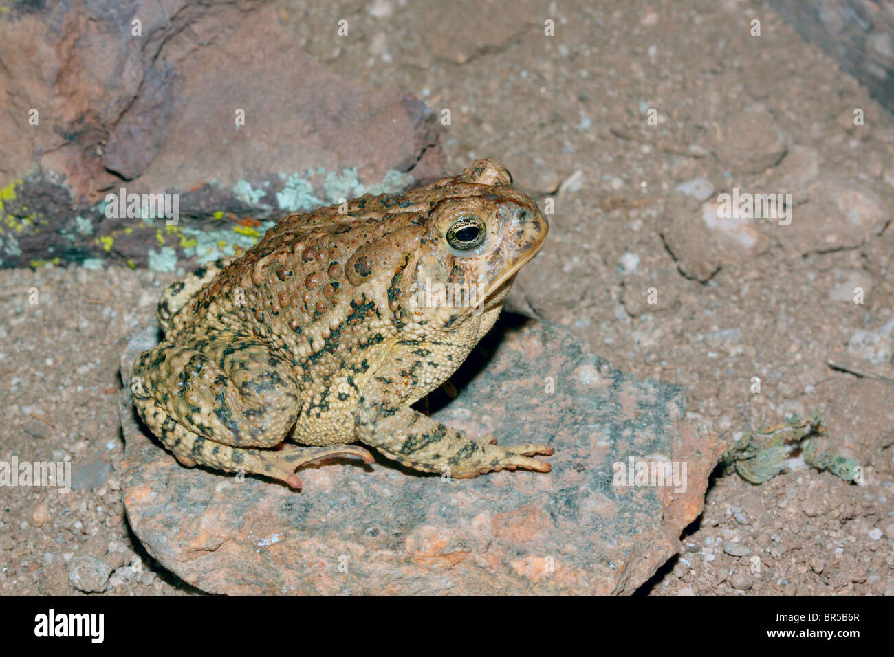 Toad rock hi-res stock photography and images - Alamy
