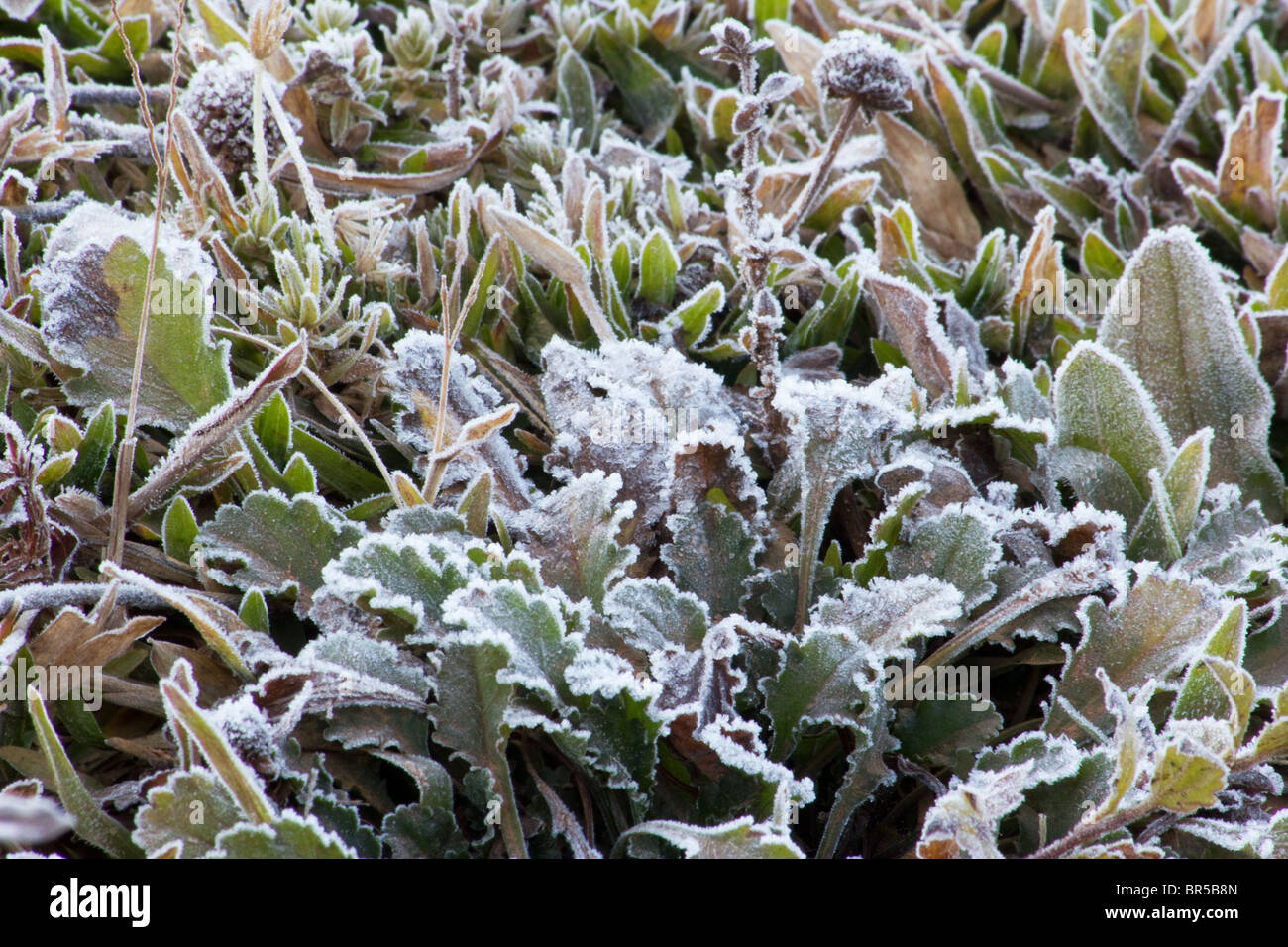 Daisy leaves hi-res stock photography and images - Alamy