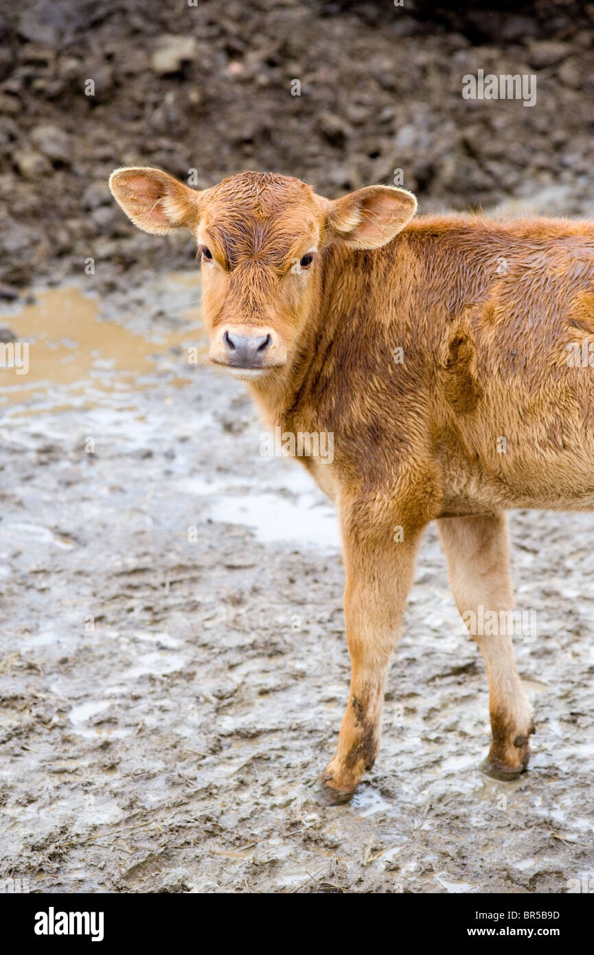 little wet red calf looks into camera Stock Photo - Alamy