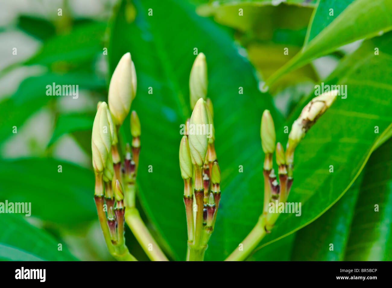 Colourful buds hi-res stock photography and images - Alamy