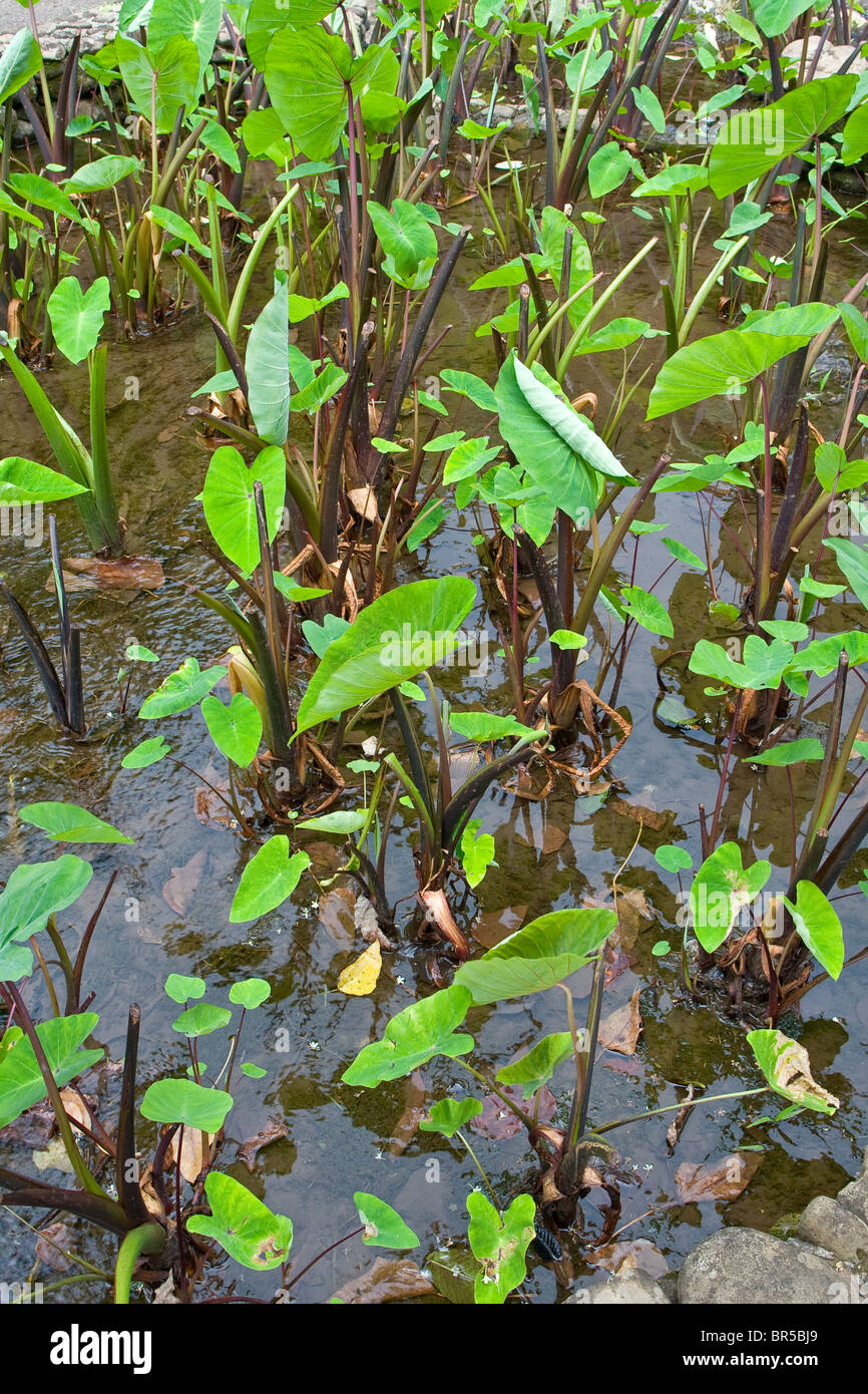 Taro plantation taro plantation hi-res stock photography and images - Alamy