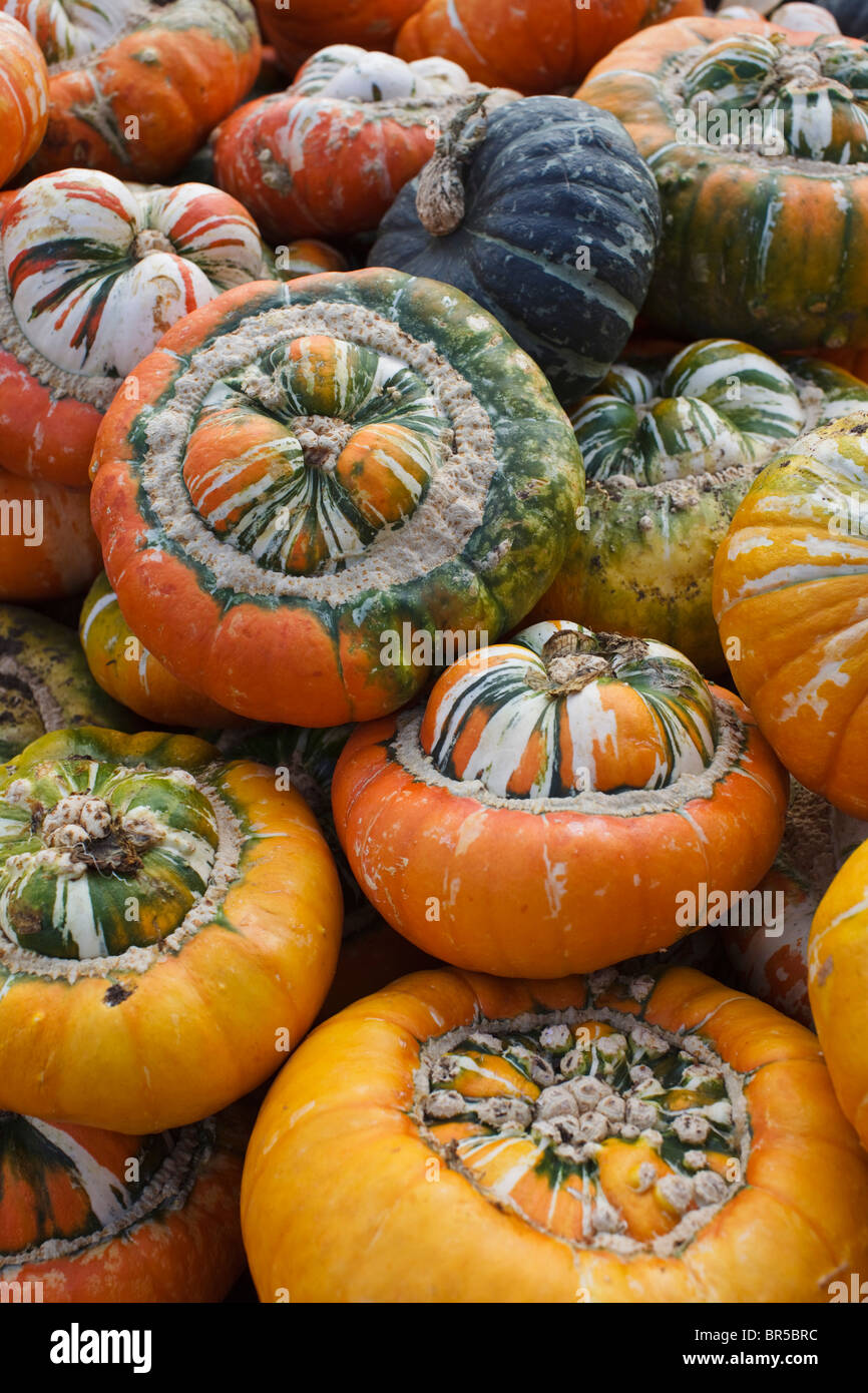 A pile of Turk's Turban Pumpkins Stock Photo - Alamy