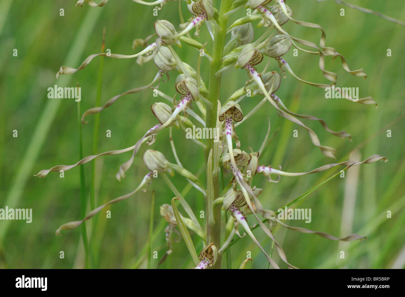 Lizard orchid (Himantoglossum hircinum - Orchis hircina) flowering at ...