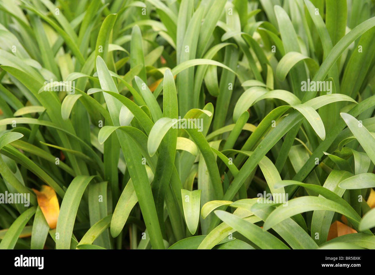 Vegetation seen from a short distance Stock Photo - Alamy