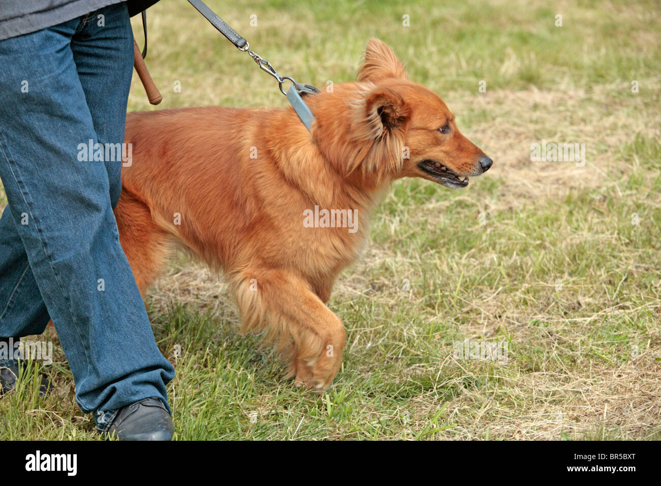 Harzfuchs hi-res stock photography and images - Alamy
