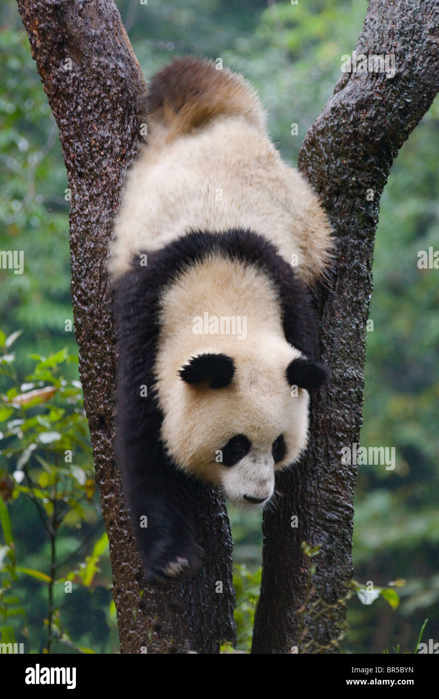 Panda climb up hi-res stock photography and images - Alamy